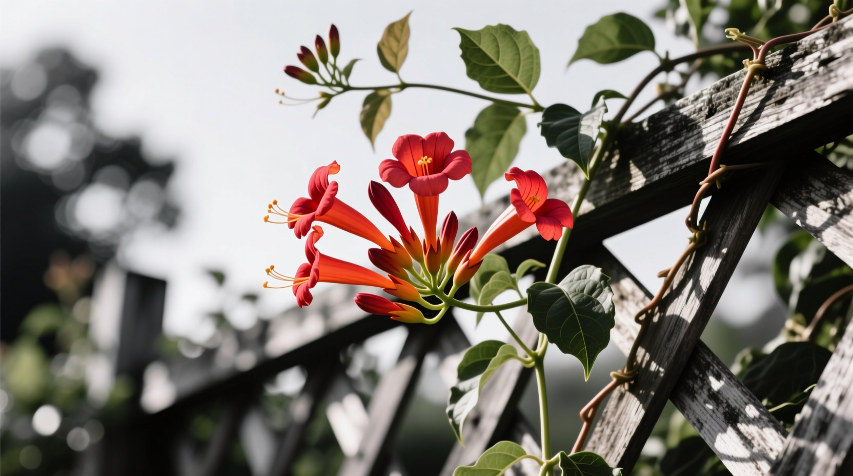 Honeysuckle Plant Identification: Native vs Invasive Visual Guide
