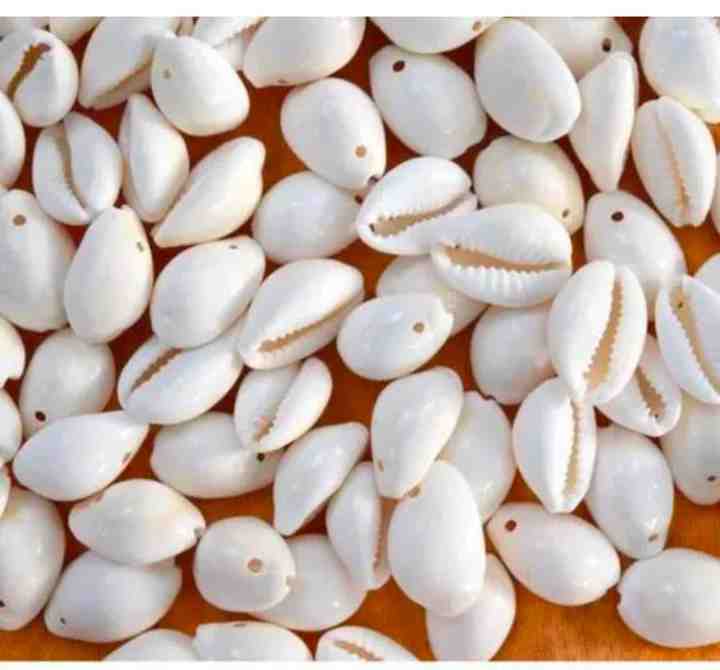 Natural Sea Shell White Original Cowrie| Alibaba.com