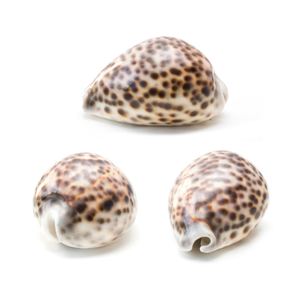 Carved Cowrie Shell - Natural Seashell for Home Decor & Jewelry