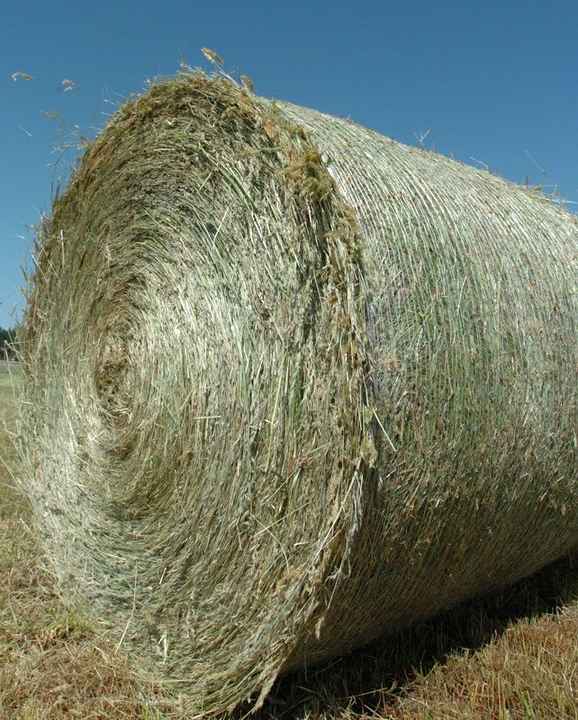 High Protein Timothy Hay Green Alfalfa Hay for Horses and Animals Fish ...