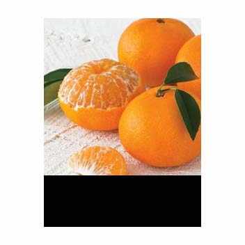 Fresh Eureka Lemon, Adalia Lemon, Verna Lemon Exporters Fresh Oranges ...