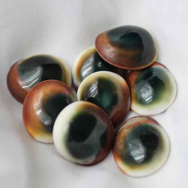 Cats Eye Seashells Natural Sea Shells Ocean Operculum for Home Decor ...