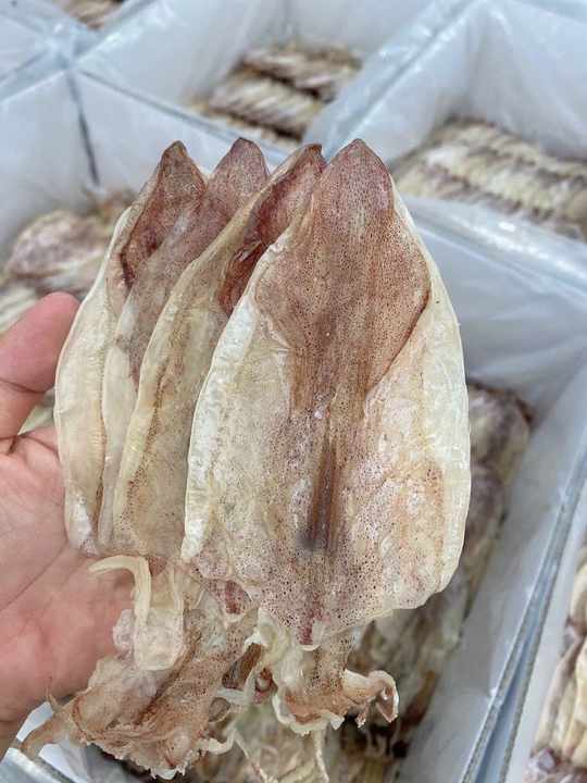WHOLESALE BULK FRESH FROZEN SQUID / CALAMARI SQUID - BEST QUALITY GOOD ...