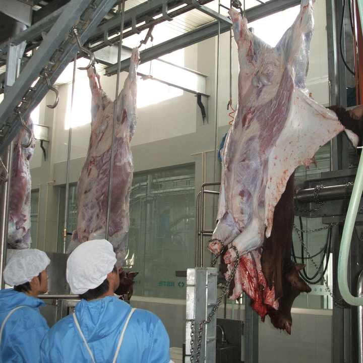 Premium Quality Beef Slaughter Line Cattle Slaughter Machine for ...