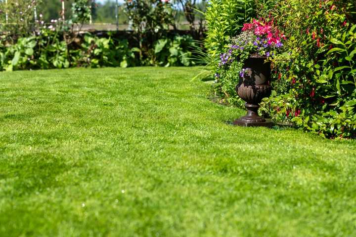 Premium Tall Fescue Grass Seed . High-quality fast grow Festuca ...