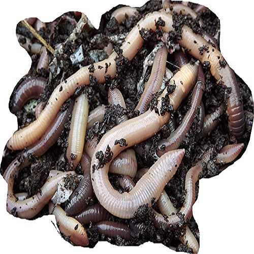 High Protein Sun dried earthworm good quality| Alibaba.com