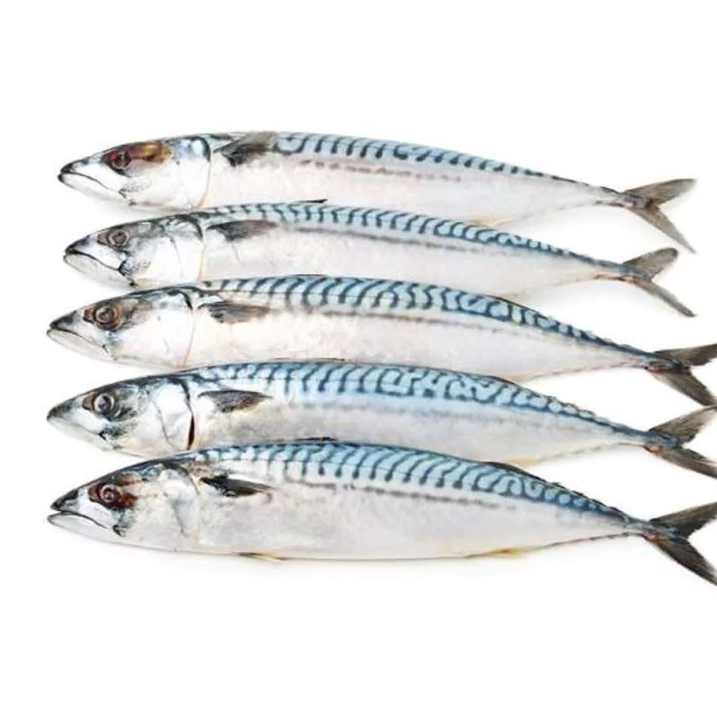 Premium Quality Frozen Mackerel Fish Fillet Norwegian