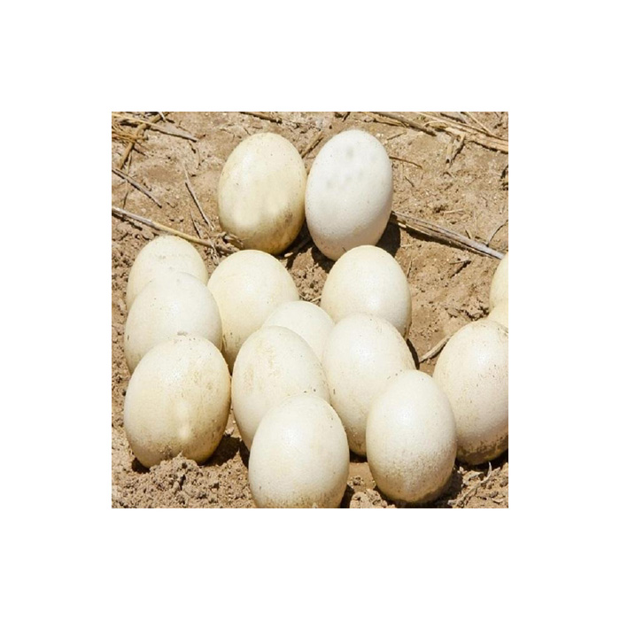 Ostrich Eggs for Sale - Quality Fresh Chicken & Ostrich Eggs