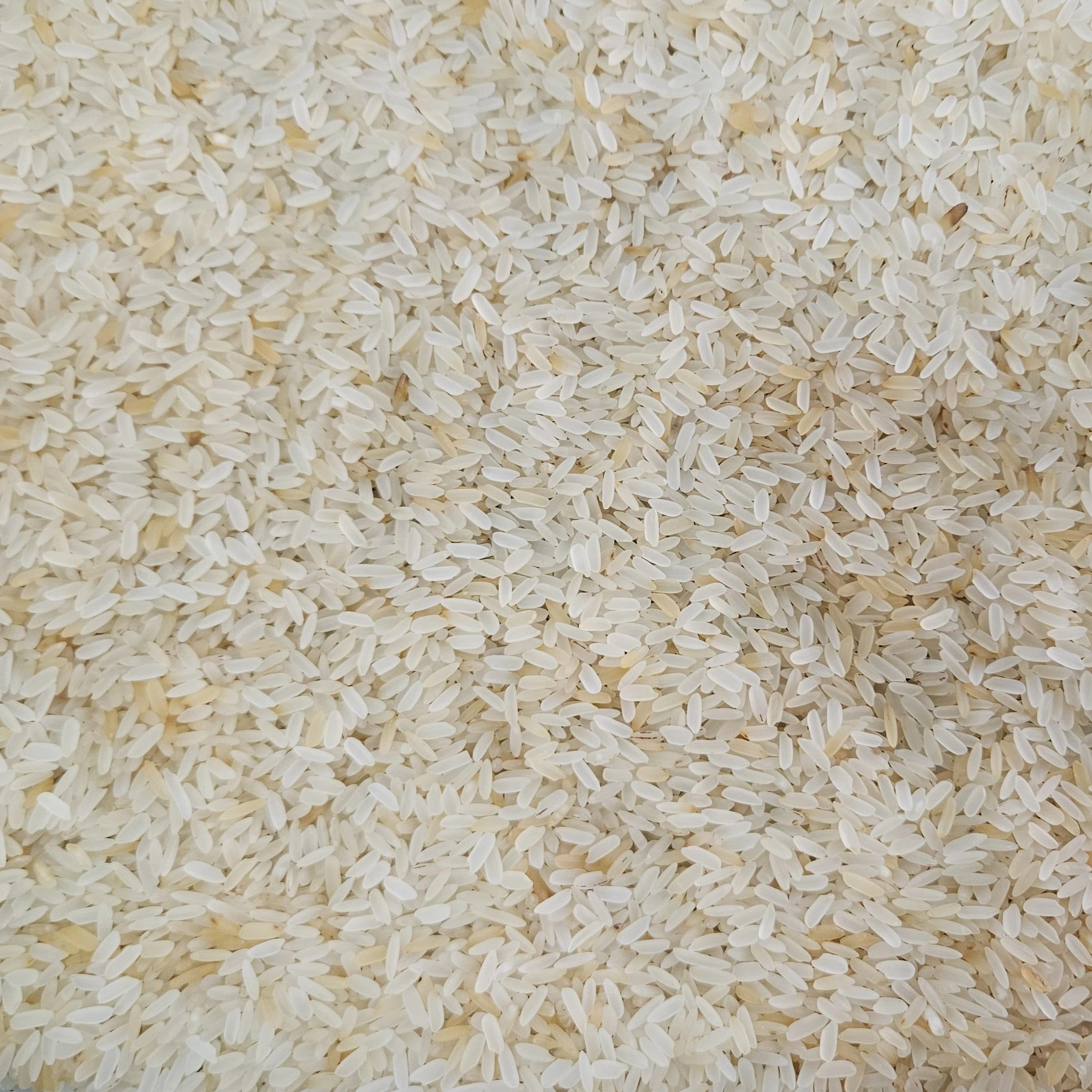How to Choose Basmati Rice Seeds India: A Complete Buyer's Guide