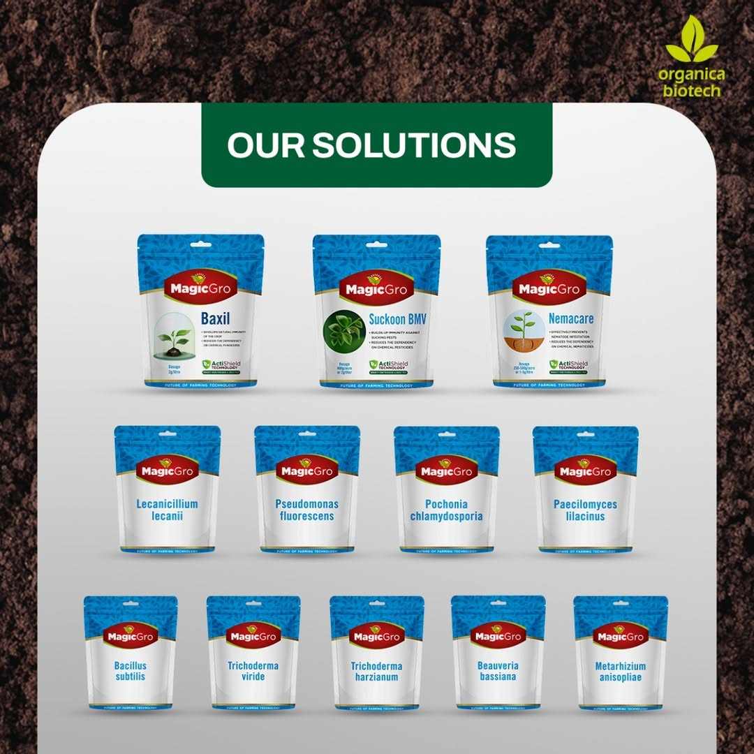 How to Choose the Best Rose Fertilizer: A Complete Buying Guide