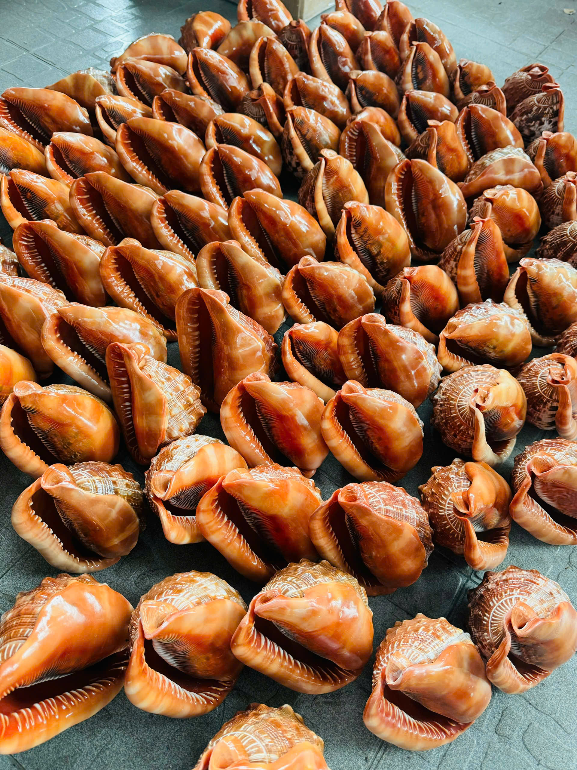 Indian Sea Shells Price | Wholesale Abalone & Mother of Pearl