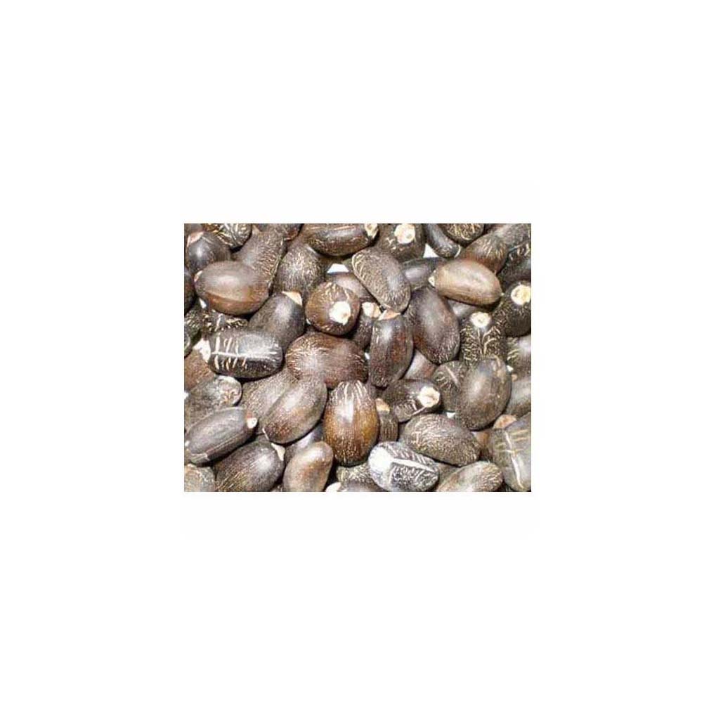 How to Choose Jatropha Seeds: A Complete Buyer's Guide
