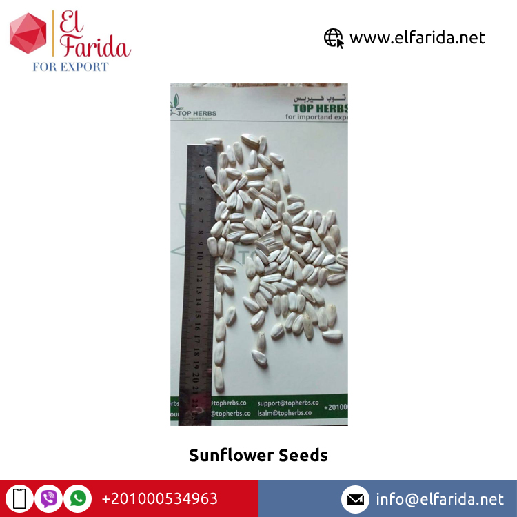 Premium Egyptian Sunflower Seeds Wholesale | Buy Now