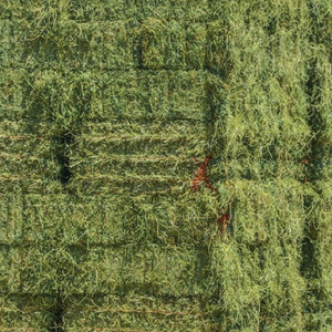 Rhodes Grass Hay - High Quality Animal Feed for Cattle