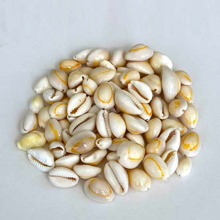Small Cowries - Natural Color Cowrie Shells for Sale