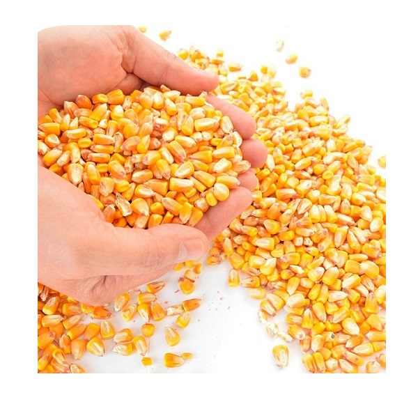 Wholesale Yellow Corn for Human Consumption Non Gmo Yellow Corn/ Yellow ...