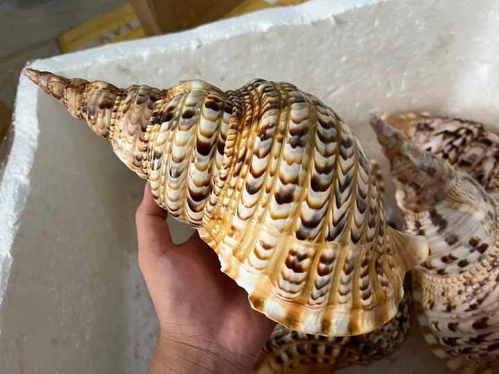 Large Size Trumpet Seashells - Triton Seashell Conchs