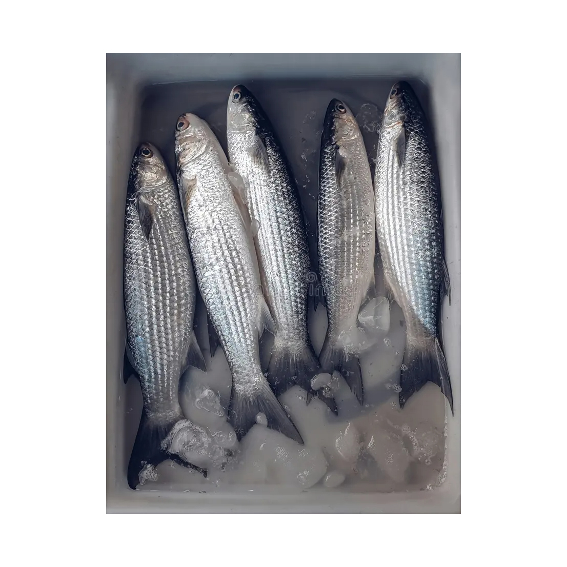 Wholesale Mullet Fish Italian Bottarga Supplier | Alibaba.com