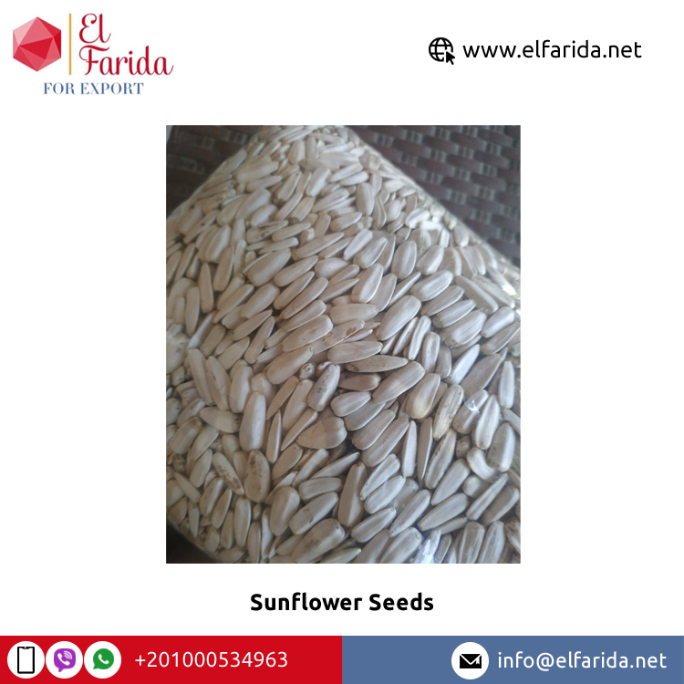 Premium Egyptian Sunflower Seeds Wholesale | Buy Now