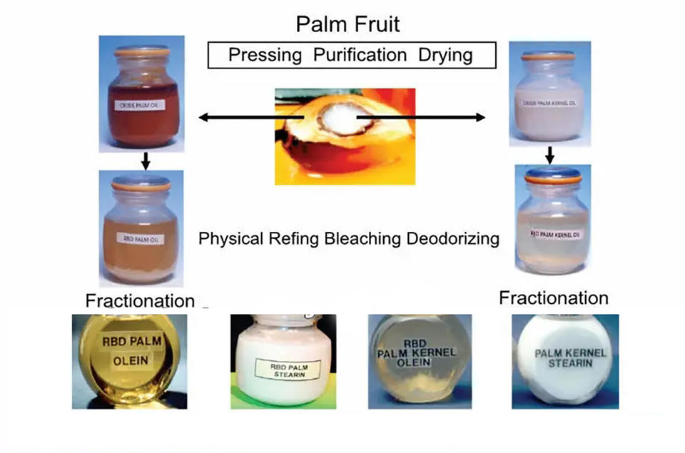 50-100TPH Palm Oil Production Line - Efficient & Automatic