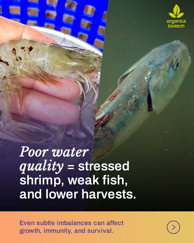 crayfish aquaculture - BIOCLEAN AQUA FISH| Alibaba.com