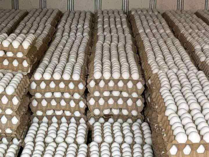 Ross 308 Fresh Style Hatching Eggs| Alibaba.com