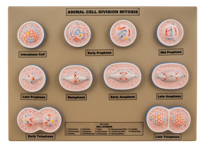 Animal Cell Division Mitosis - Educational Lab Model