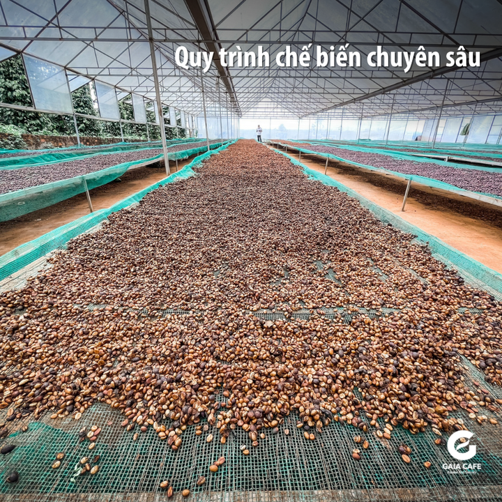 Unroasted Robusta Coffee Beans - Premium Quality S16 Honey Process