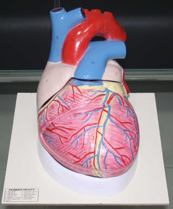 Anatomia Del Cuore Immagini Stock Anatomia Del Cuore Umano Per