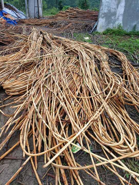 Cheap Price Malacca Rattan Canes for Export from Vietnam
