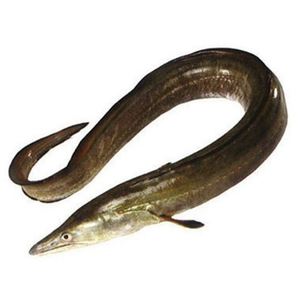 frozen eel fillet fillets, frozen eel fillet fillets Suppliers and ...