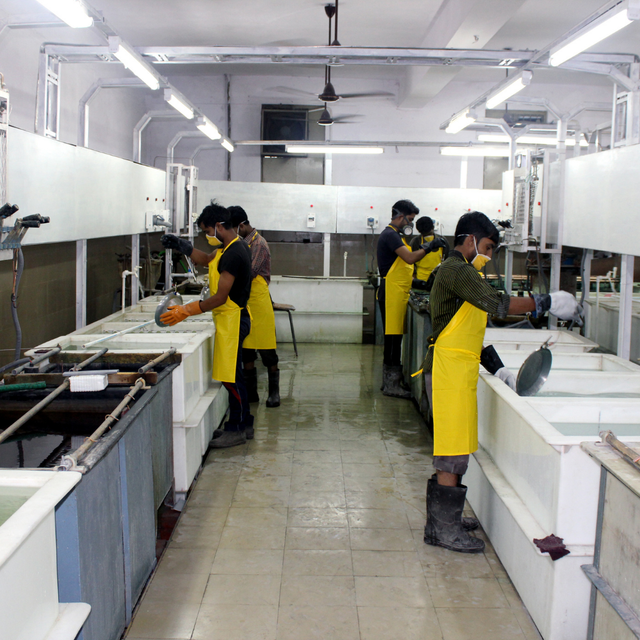 Buy Robin Bird Statues & Garden Decor | Premium Resin Craft Designs