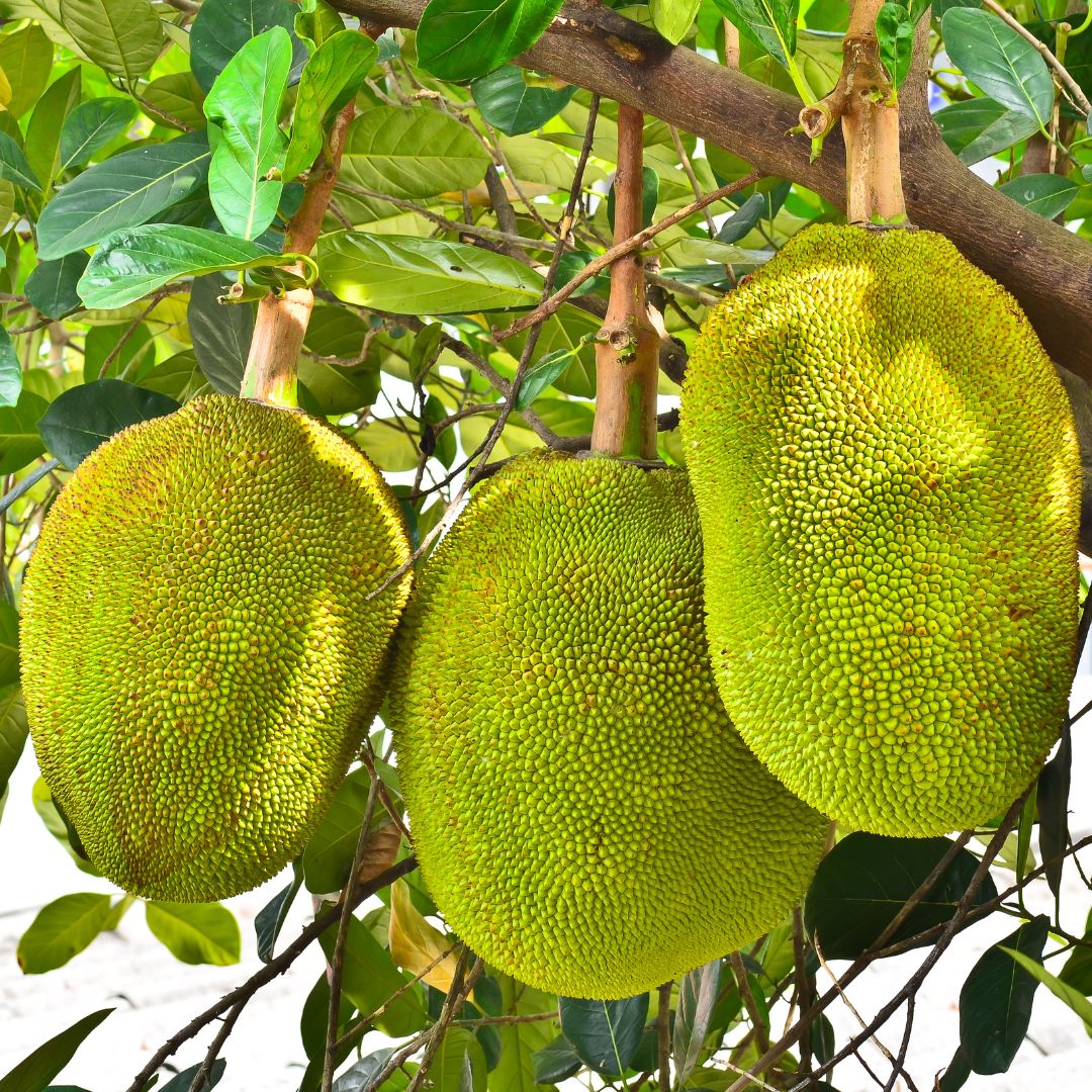 Buy In Bulk Fresh Jackfruit Top-Grade, 100% Natural | Alibaba.com