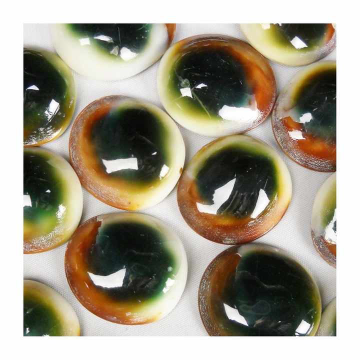 Cats Eye Seashells Natural Sea Shells Ocean Operculum for Home Decor ...