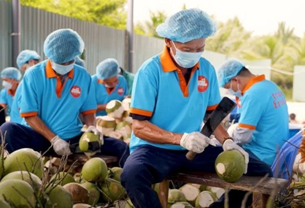 Discover Midas Kottayam Fresh Coconuts from Vietnam | True Fruits ...