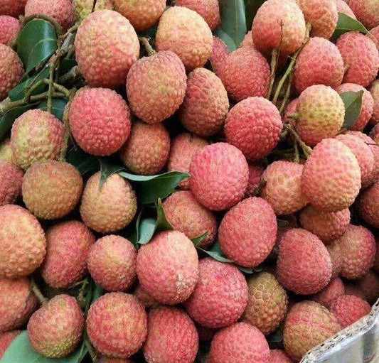 PREMIUM DRIED LYCHEE FRUIT - DRIED LYCHEE - LYCHESS - LICHEE FROM ...