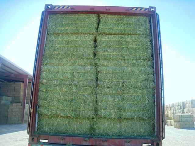 High Protein Timothy Hay Green Alfalfa Hay for Horses and Animals Fish ...