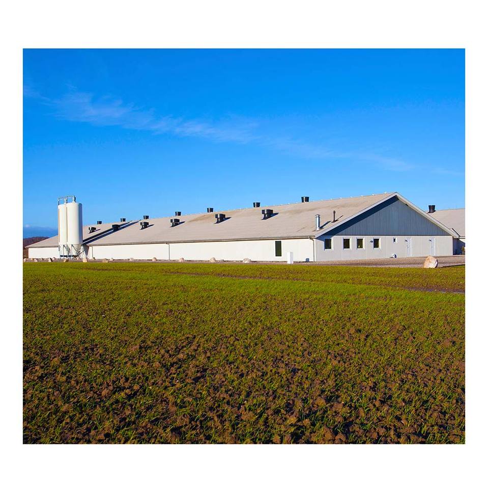 Prefabricated Steel Structure Layer Egg Chicken High Quality Free Range ...