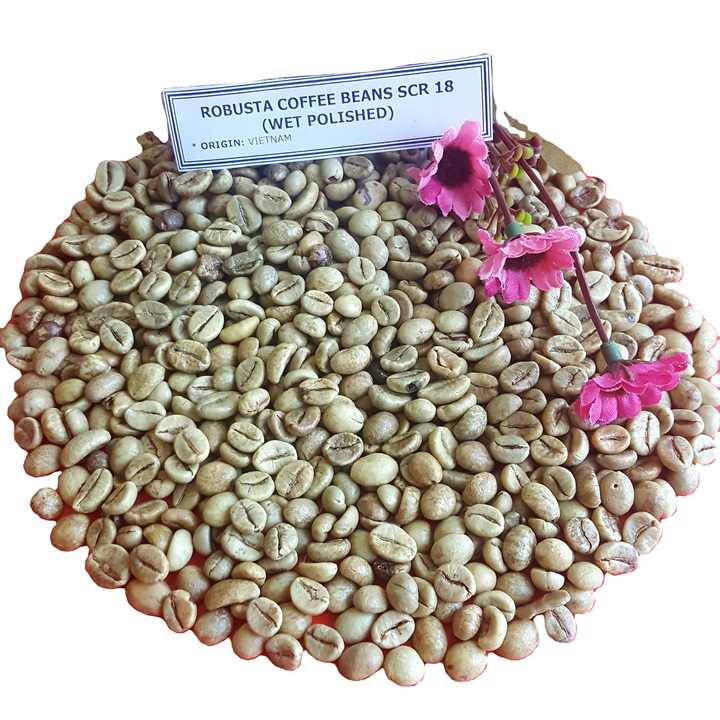 Cheap Vietnam Robusta Coffee Wholesale Green Bean SCR16