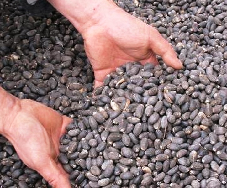 How to Choose Jatropha Seeds: A Complete Buyer's Guide
