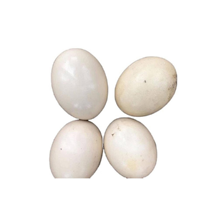 Ostrich Eggs for Sale - Quality Fresh Chicken & Ostrich Eggs