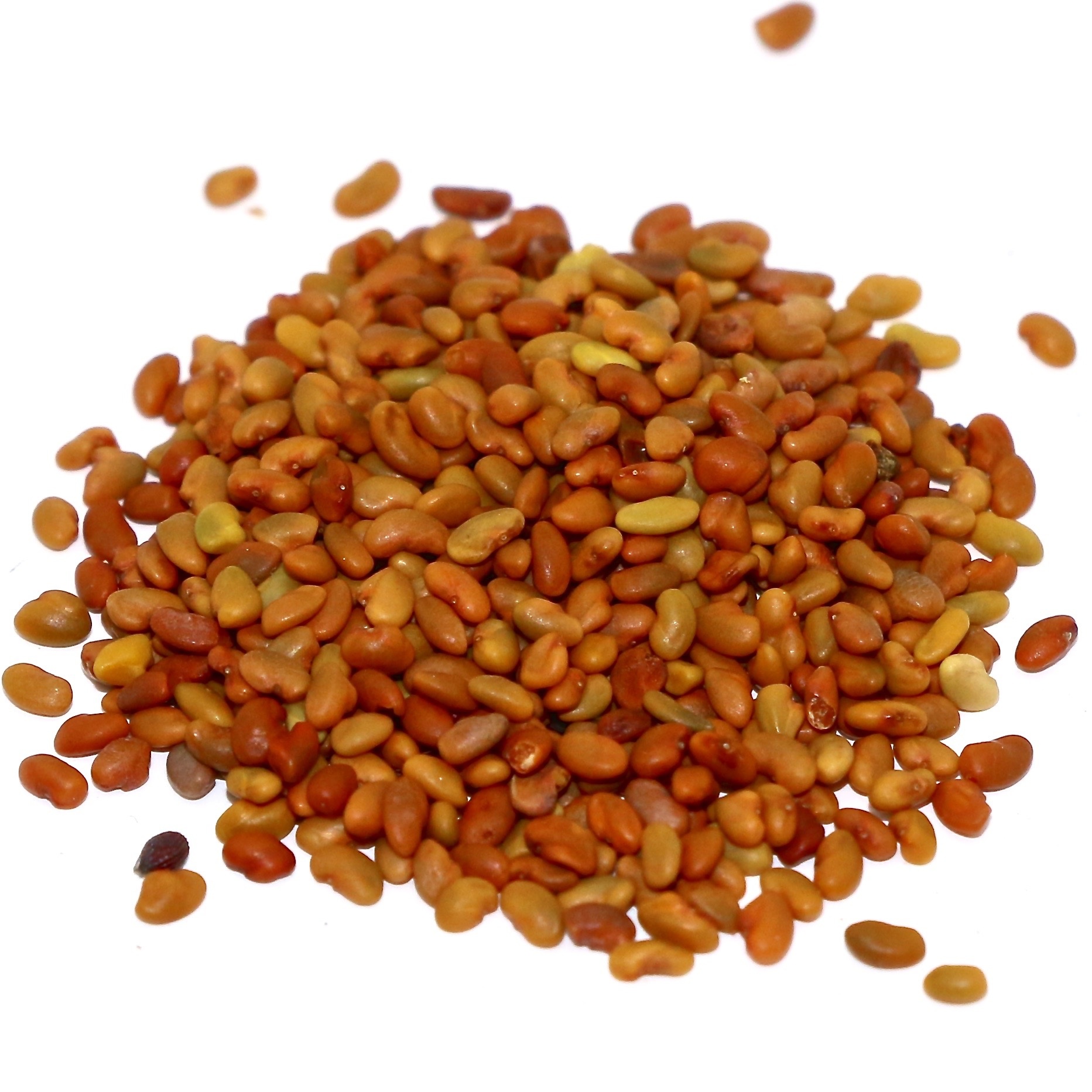 How to Choose the Best Grass Seeds for Your Garden: Buying Guide