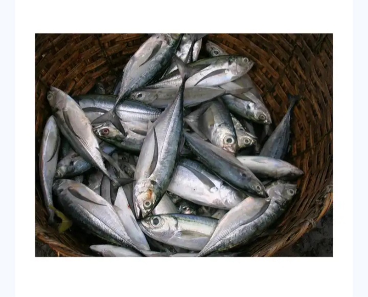 How to Choose the Best Hunting Fish Gear for Your Needs