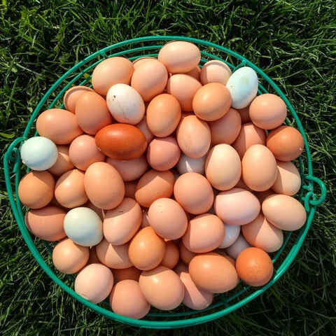Fresh Chicken Table Eggs - Brown and White Shell Eggs