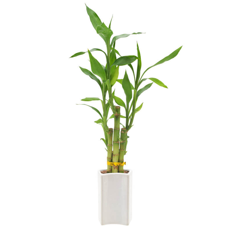 How to Choose the Best Lucky Bamboo Plant Live for Your Home