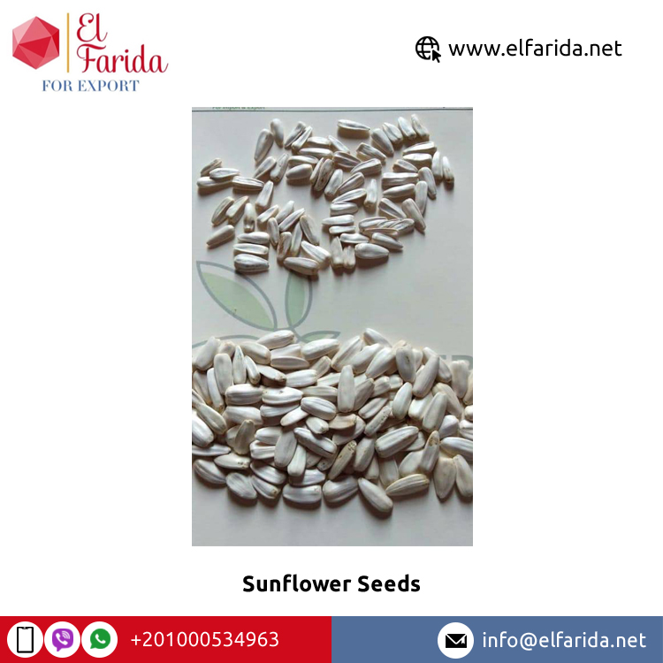 Premium Egyptian Sunflower Seeds Wholesale | Buy Now