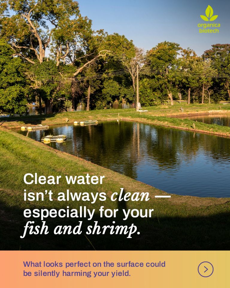 crayfish aquaculture - BIOCLEAN AQUA FISH| Alibaba.com