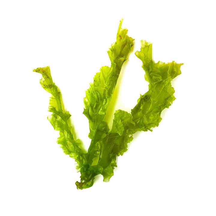 ULVA Lactuca Dried Green Sea Moss Powder - Wholesale Available