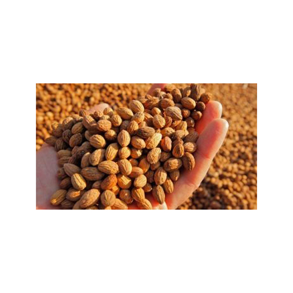 How to Choose Olive Tree Seeds: A Complete Buying Guide