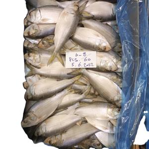 Delectable frozen shad for Delicious Seafood meals - Alibaba.com